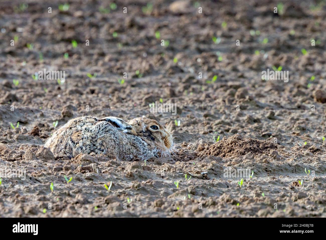European hare (Lepus europaeus), at the time of reproduction, at the ...