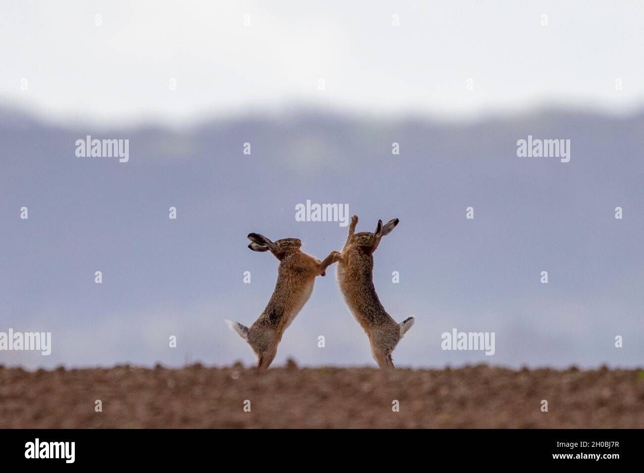 European hare (Lepus europaeus), at the time of reproduction, male and ...