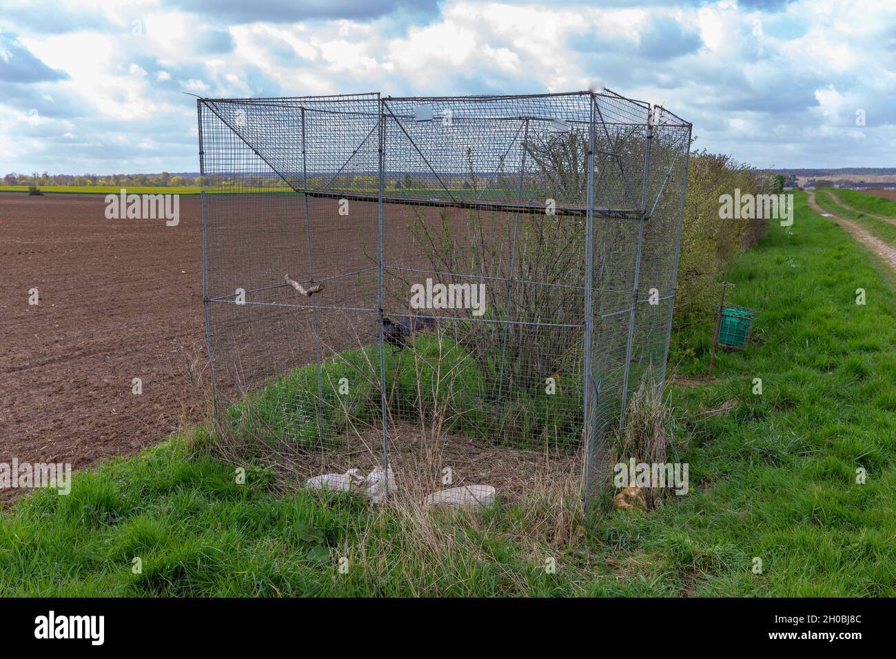 Wire mesh cage to capture crows and other corvids such as magpies (Pica ...