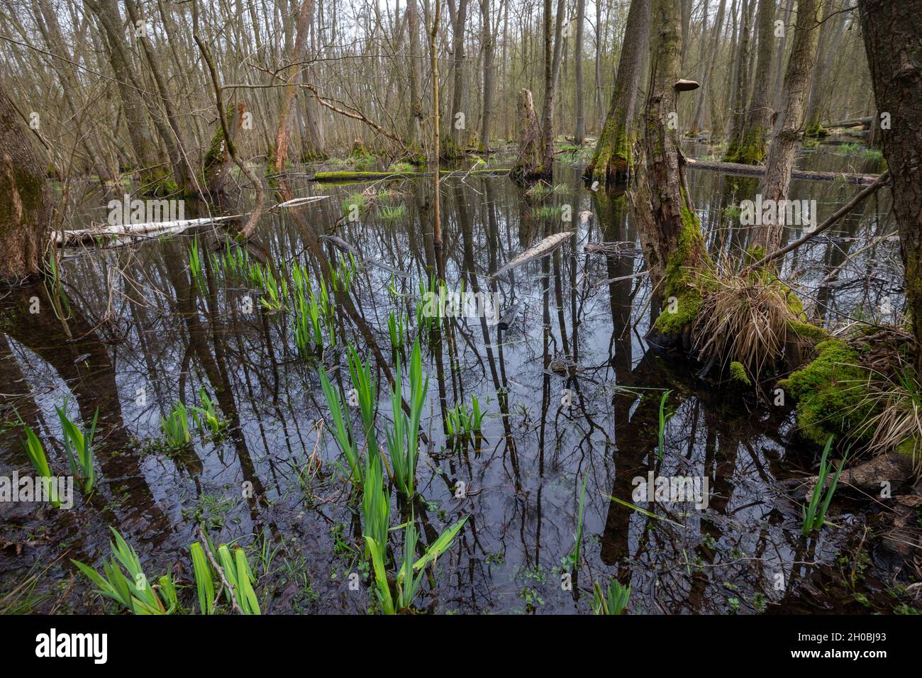 Flooded forest, Common alder, black alder, European alder, European ...