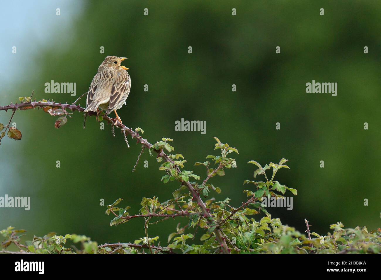 Corn Bunting (Emberiza calandra) singing on a bramble branch, Fouzilhon ...