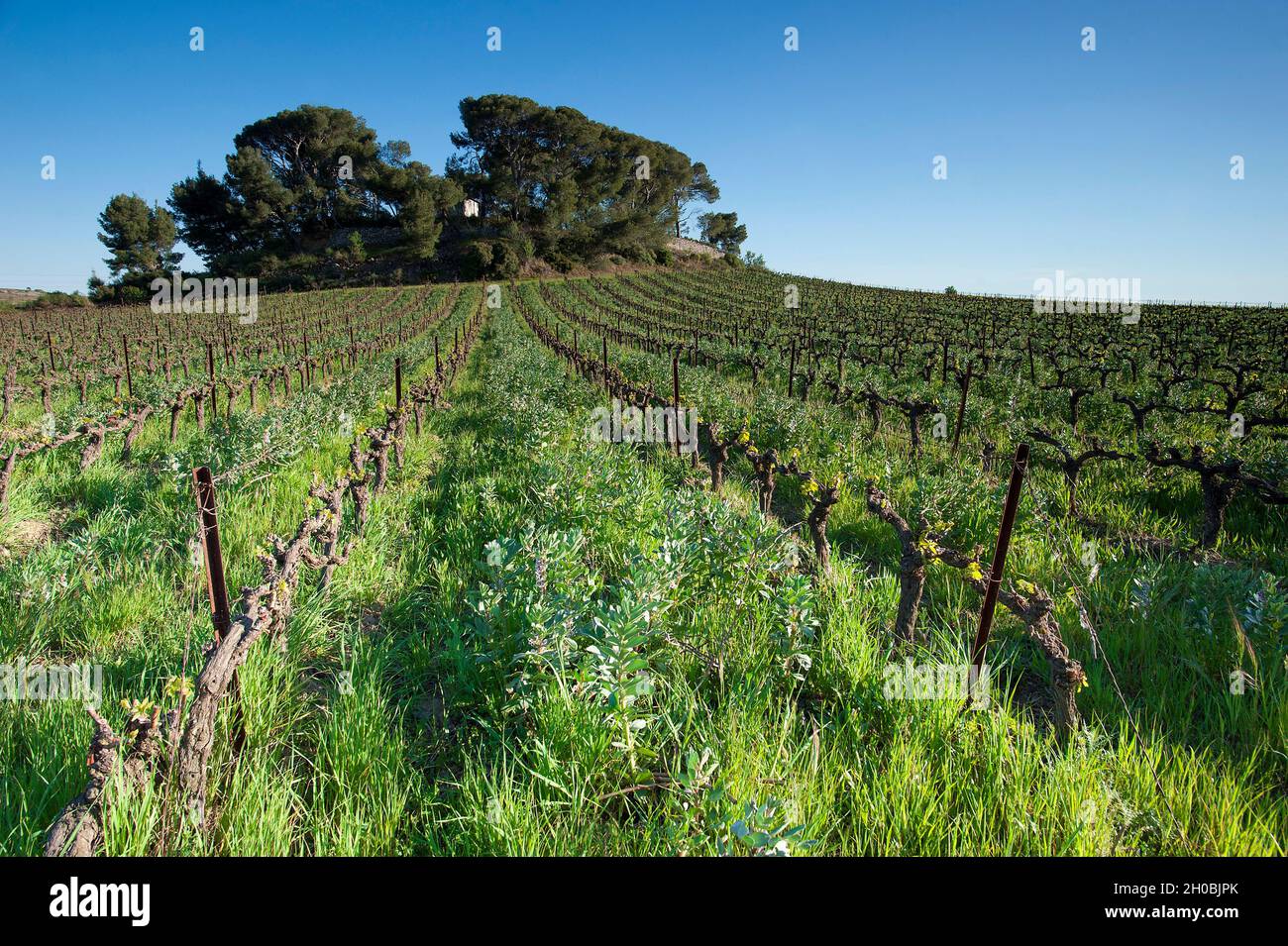 Planting of Horsebeans (Vicia faba) between rows of vines, Magalas ...