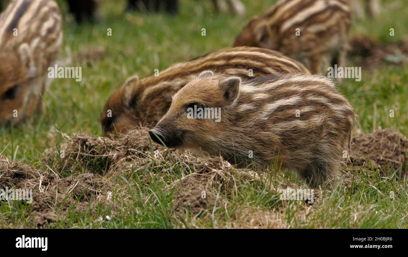Wild boar (Sus scrofa) piglets, Ardennes, Belgium Stock Photo - Alamy