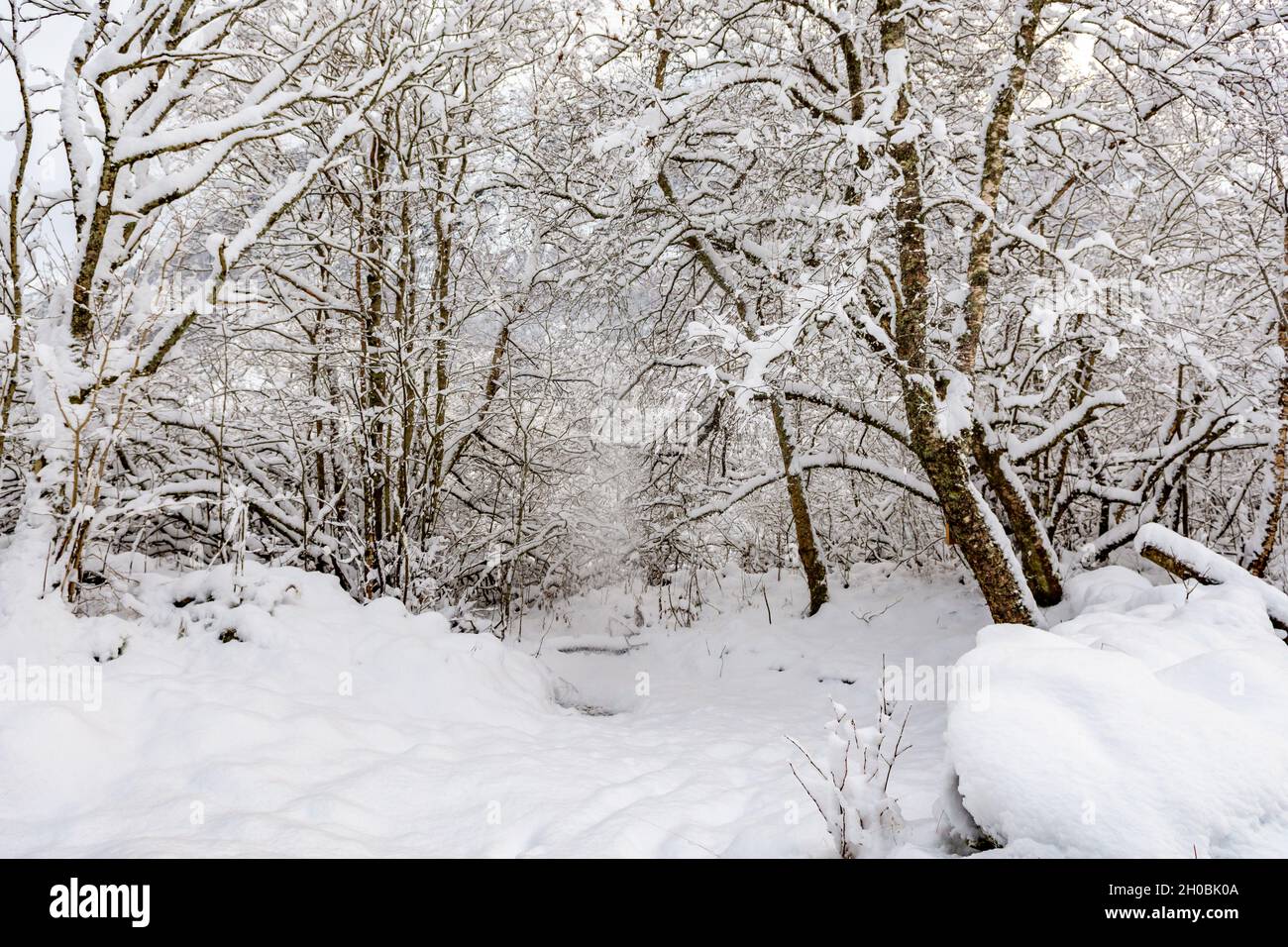 Winter scene with snow-covered trees in the wood, Volda village, Norway ...