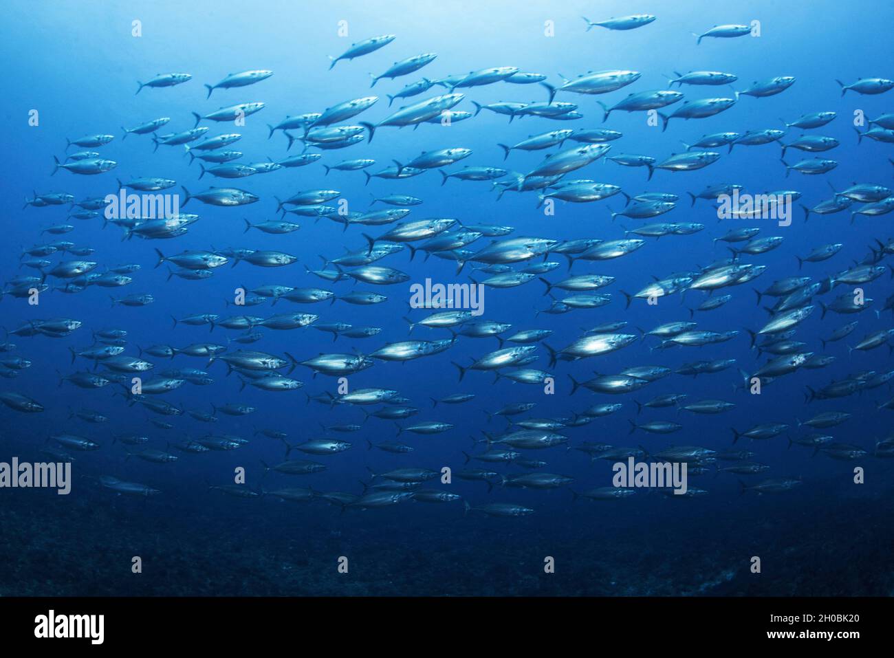 Atlantic bonito (Sarda sarda). Fish of the Canary Islands, La Gomera ...