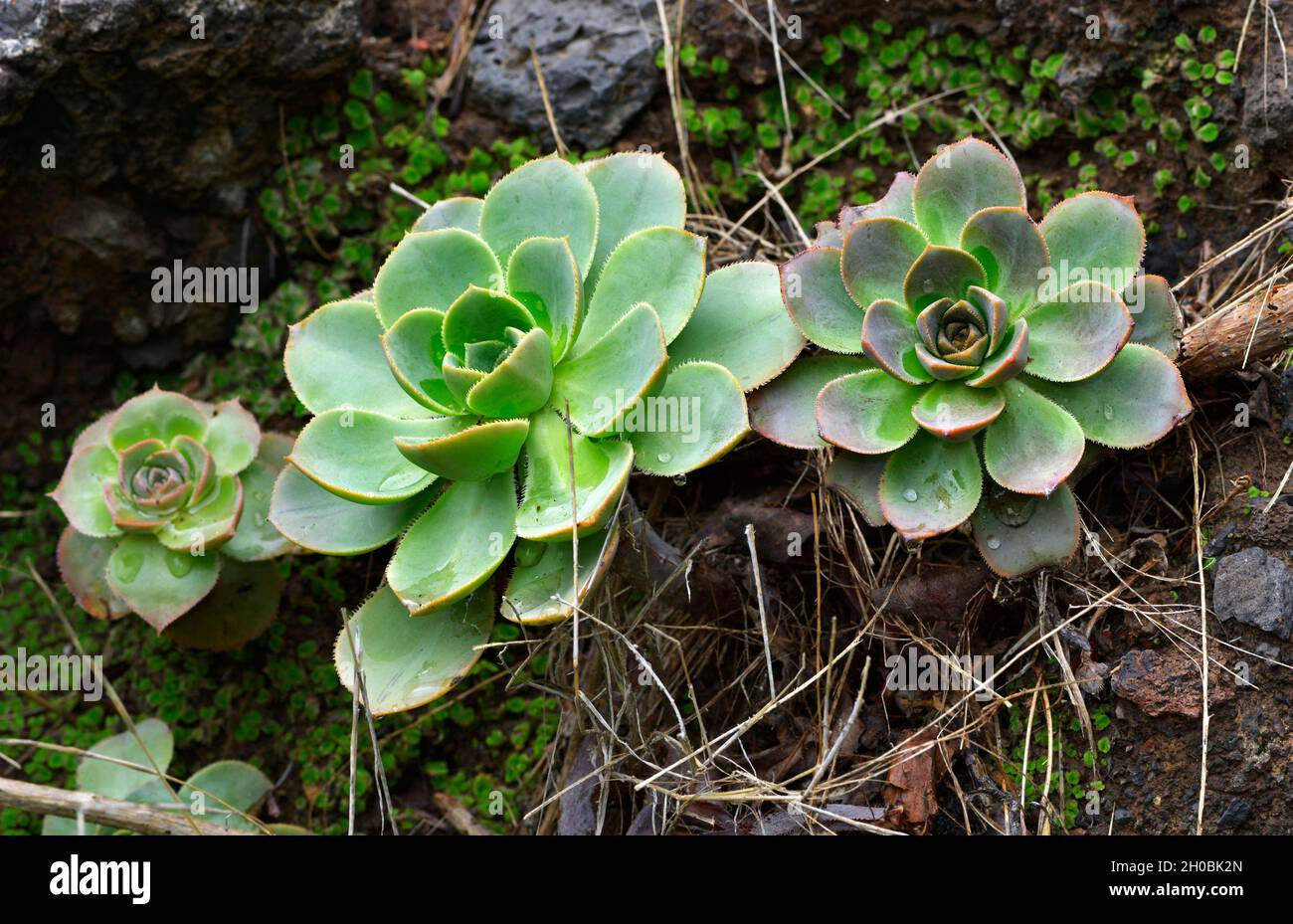 Aeonium, Anaga massif, Biosphere Reserve. Tenerife, Canary Islands ...