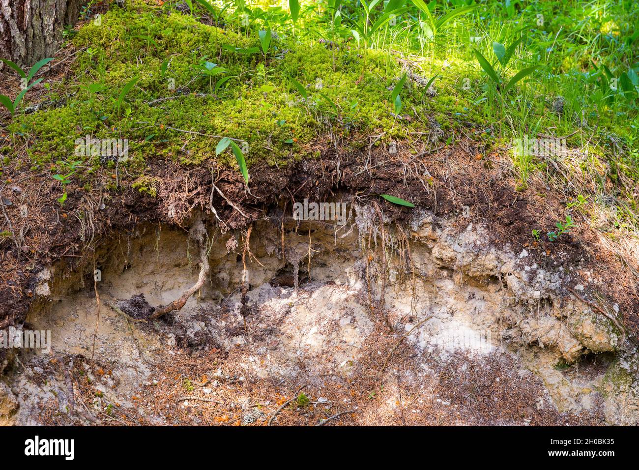 Alpine glade with a Rendosol or rendzine which is a little developed ...