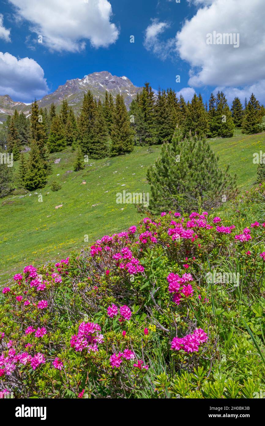 Alpine Lawn with alpenrose, snow-rose, or rusty-leaved alpenrose ...