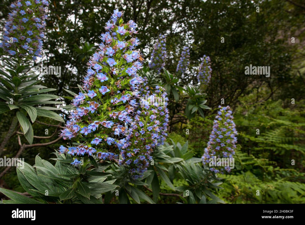 La Gomera blue tajinaste (Echium acanthocarpum), is an endemic plant of ...