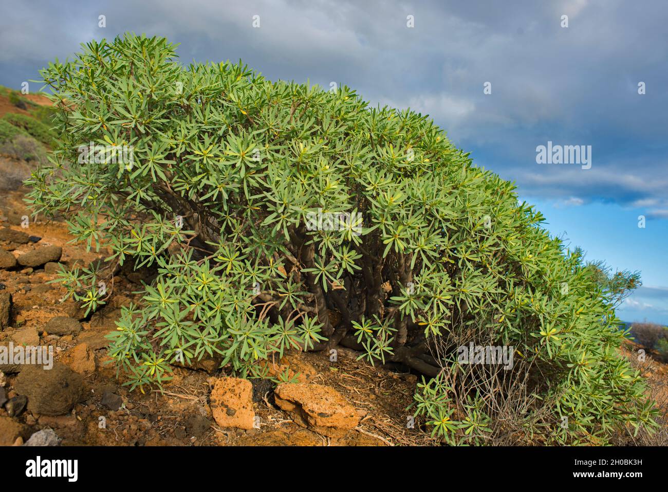 Balsam spurge (Euphorbia balsamifera), Tenerife. Canary Islands Stock ...