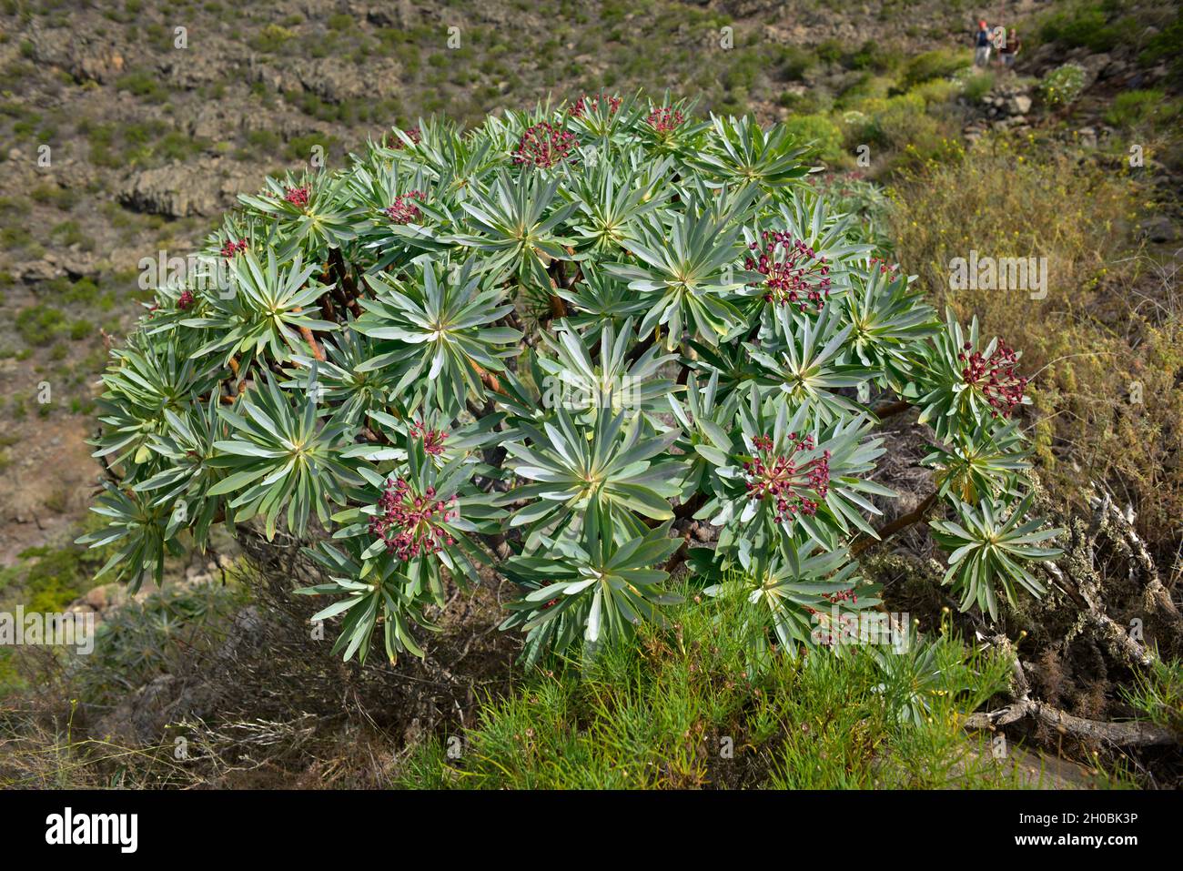 Balsam spurge in flower (Euphorbia balsamifera), Tenerife. Canary ...
