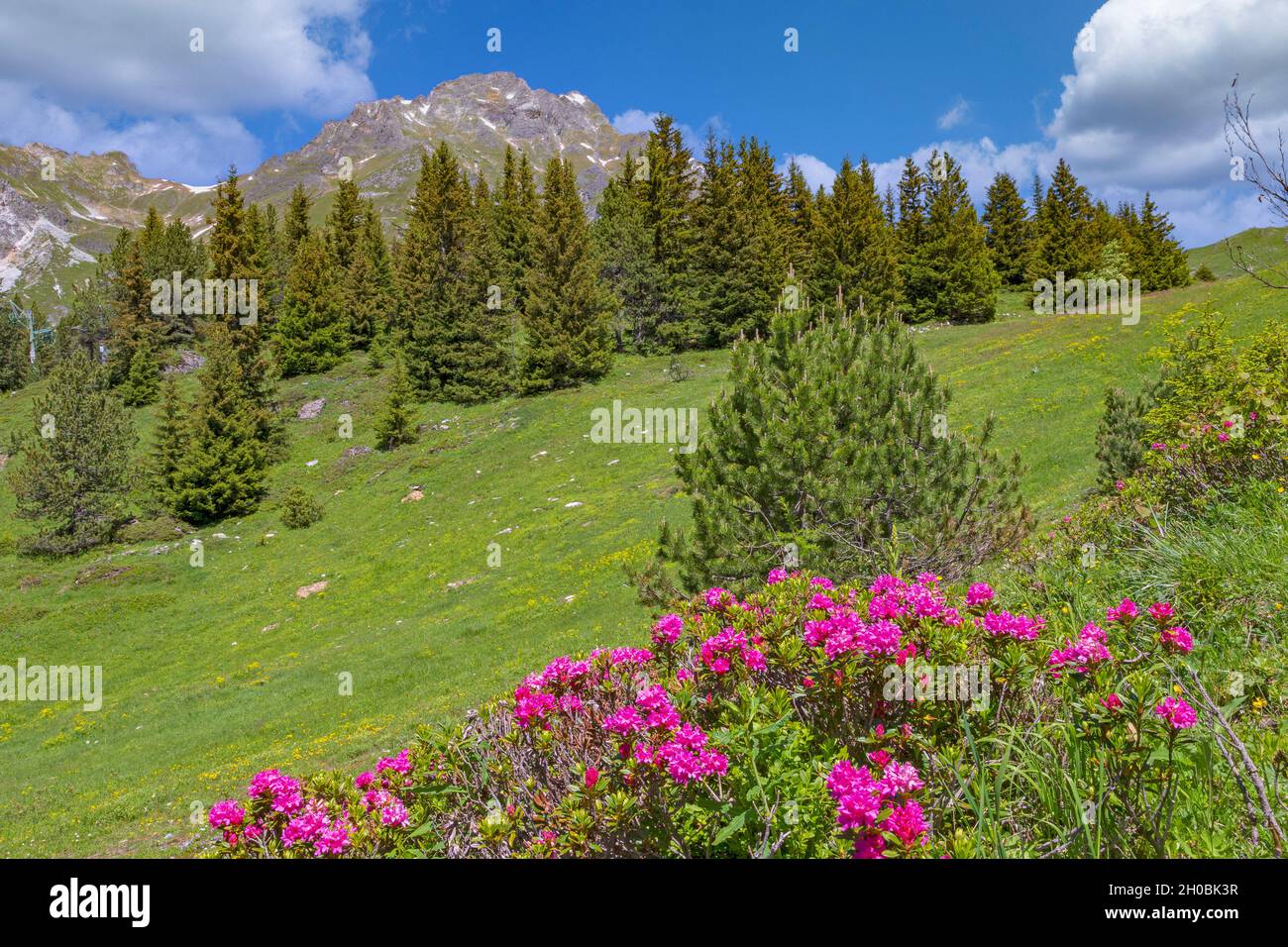Alpine Lawn with alpenrose, snow-rose, or rusty-leaved alpenrose ...