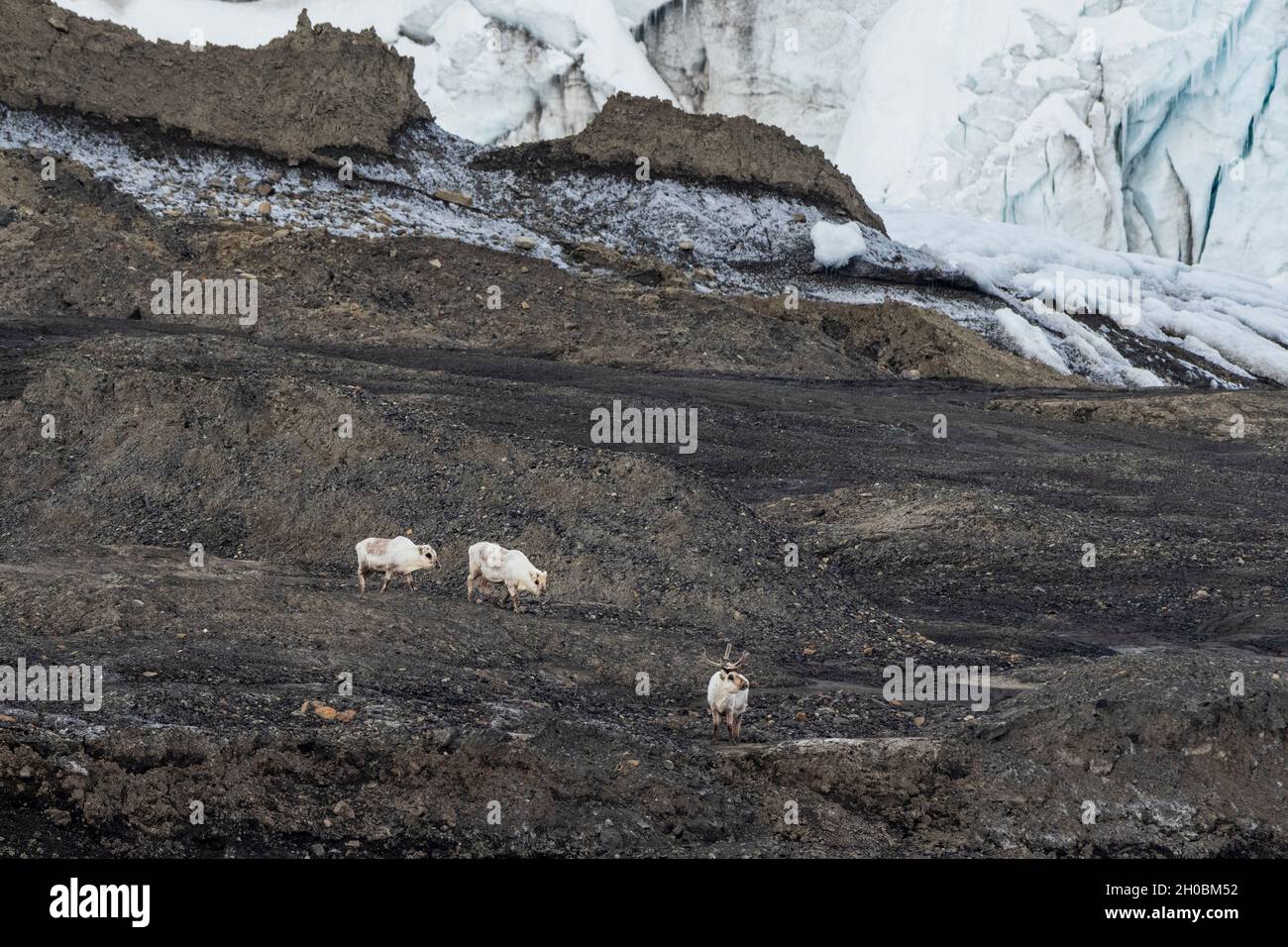 Svalbard reindeers (Rangifer tarandus) walking, Freemansundet strait ...