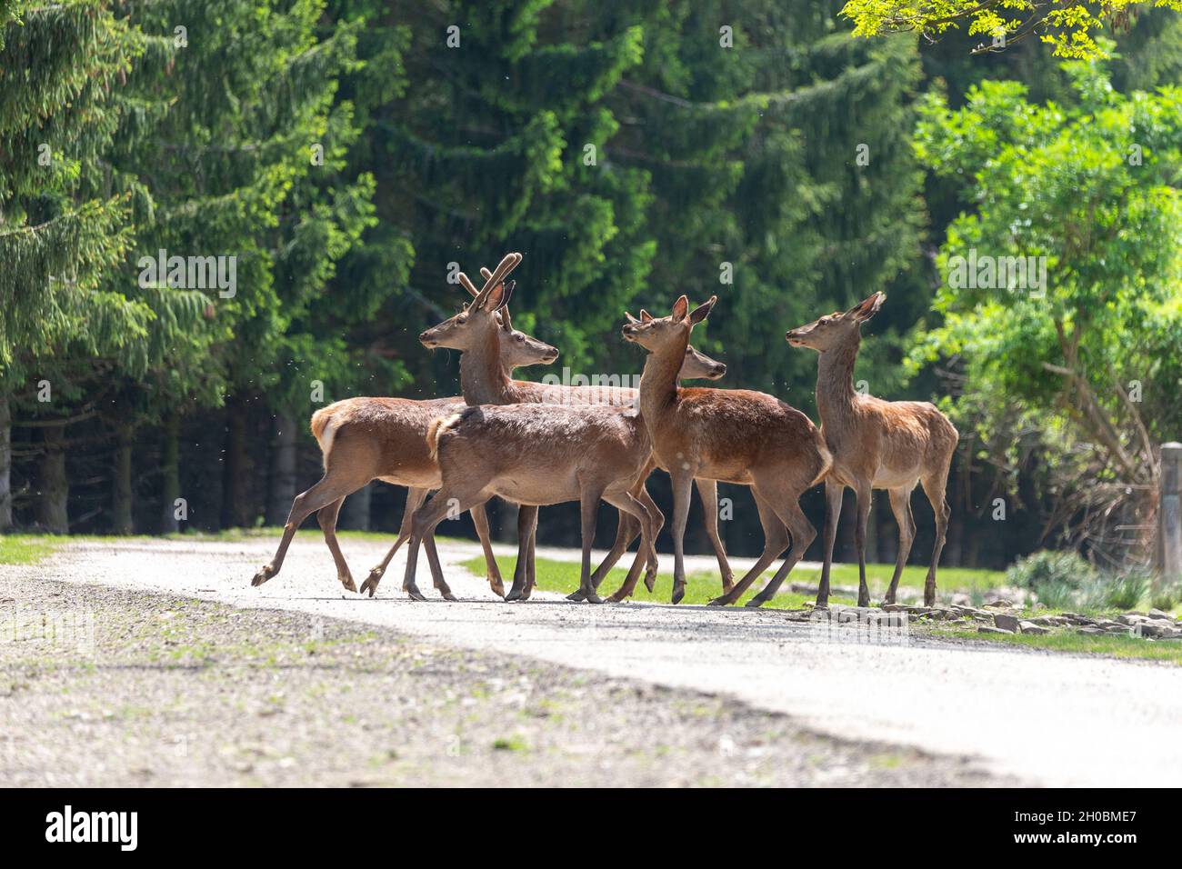 Red deer (Cervus elaphus), group of doe and velvet braces crossing a ...
