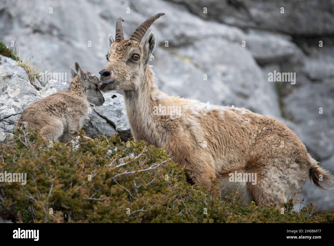 Alpine Ibex (Capra ibex) female and its newly born young, still with ...