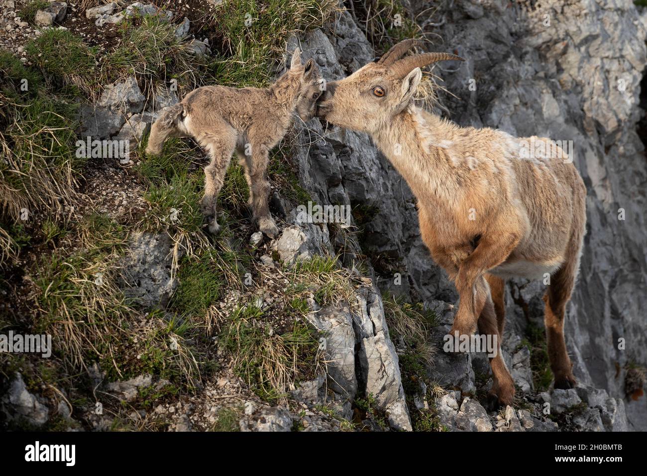Alpine Ibex (Capra ibex) female and its newly born young, still with ...