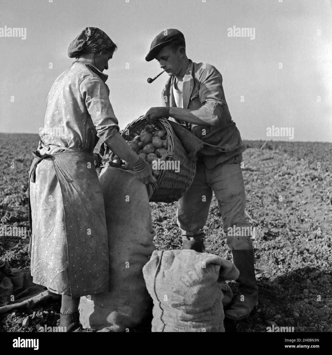 Ein Bauer mit seiner Frau bei der Kartoffelernte in der Eifel ...