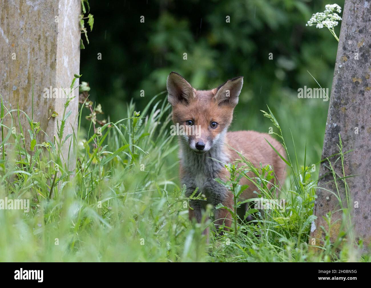 Red fox (Vulpes vulpes) cub amongst tombstones, England Stock Photo - Alamy