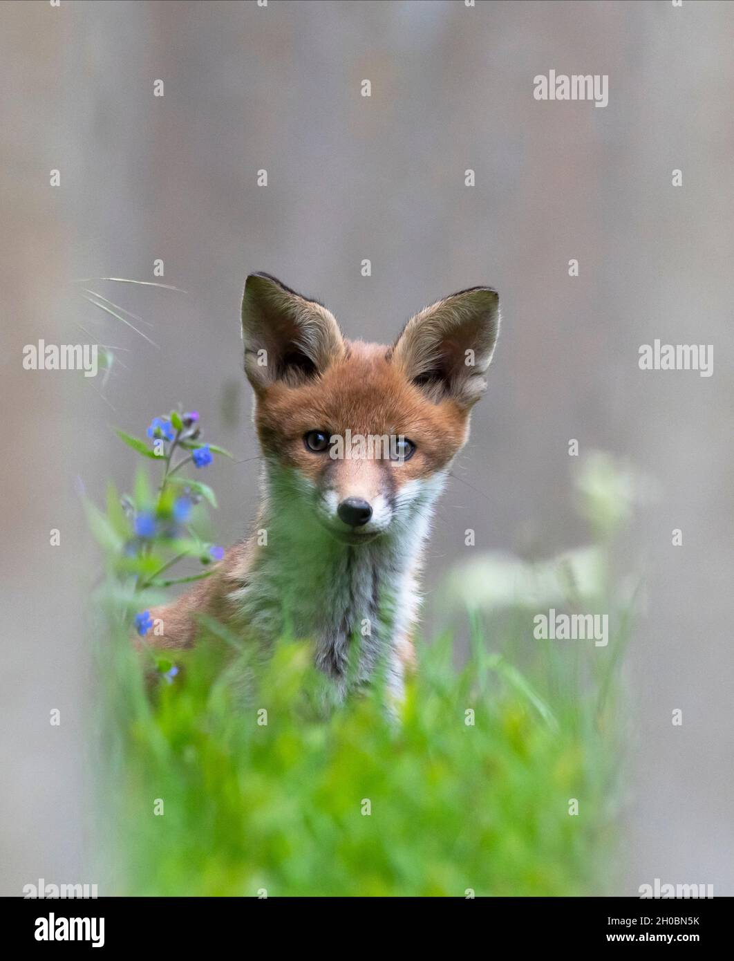 Red fox (Vulpes vulpes) cub standing near a tombstone, England Stock Photo - Alamy