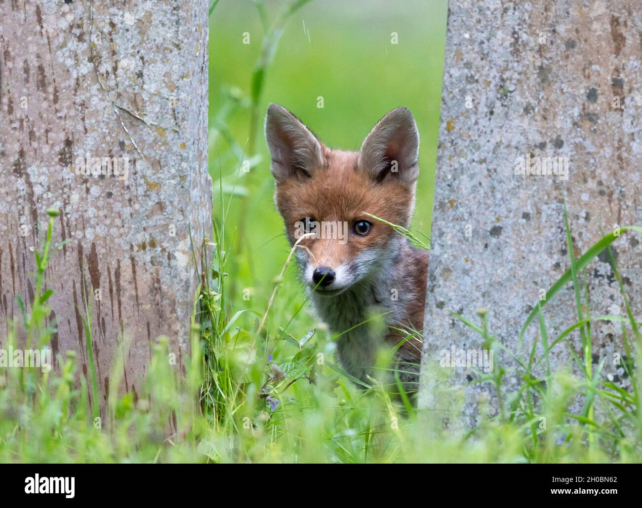Red fox (Vulpes vulpes) cub standing near a tombstone, England Stock Photo - Alamy