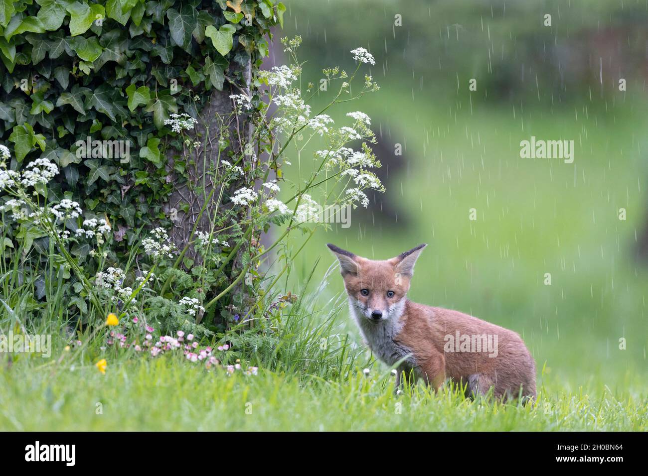 Red fox (Vulpes vulpes) cub standing in the rain, England Stock Photo ...