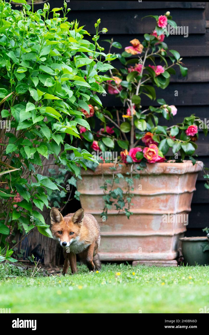 Red fox garden hi-res stock photography and images - Alamy