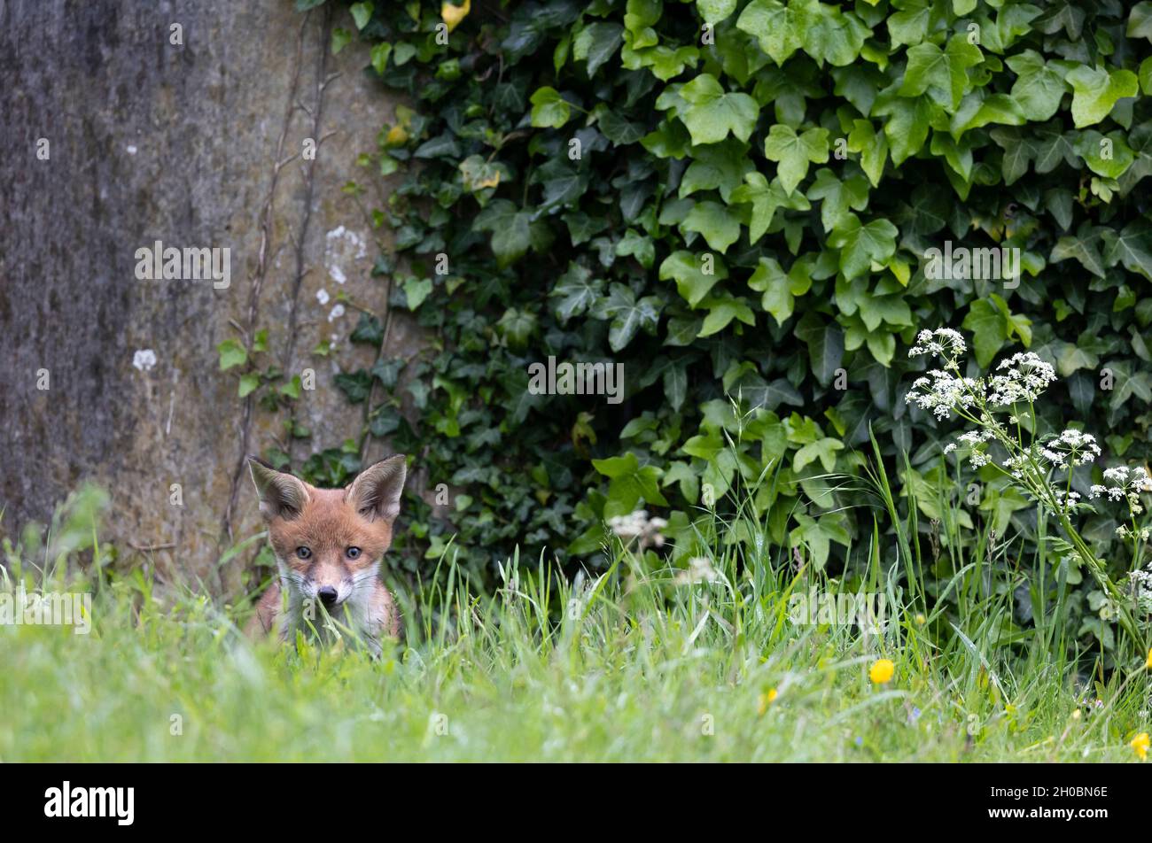 Red fox (Vulpes vulpes) cub amongst tombstones, England Stock Photo - Alamy