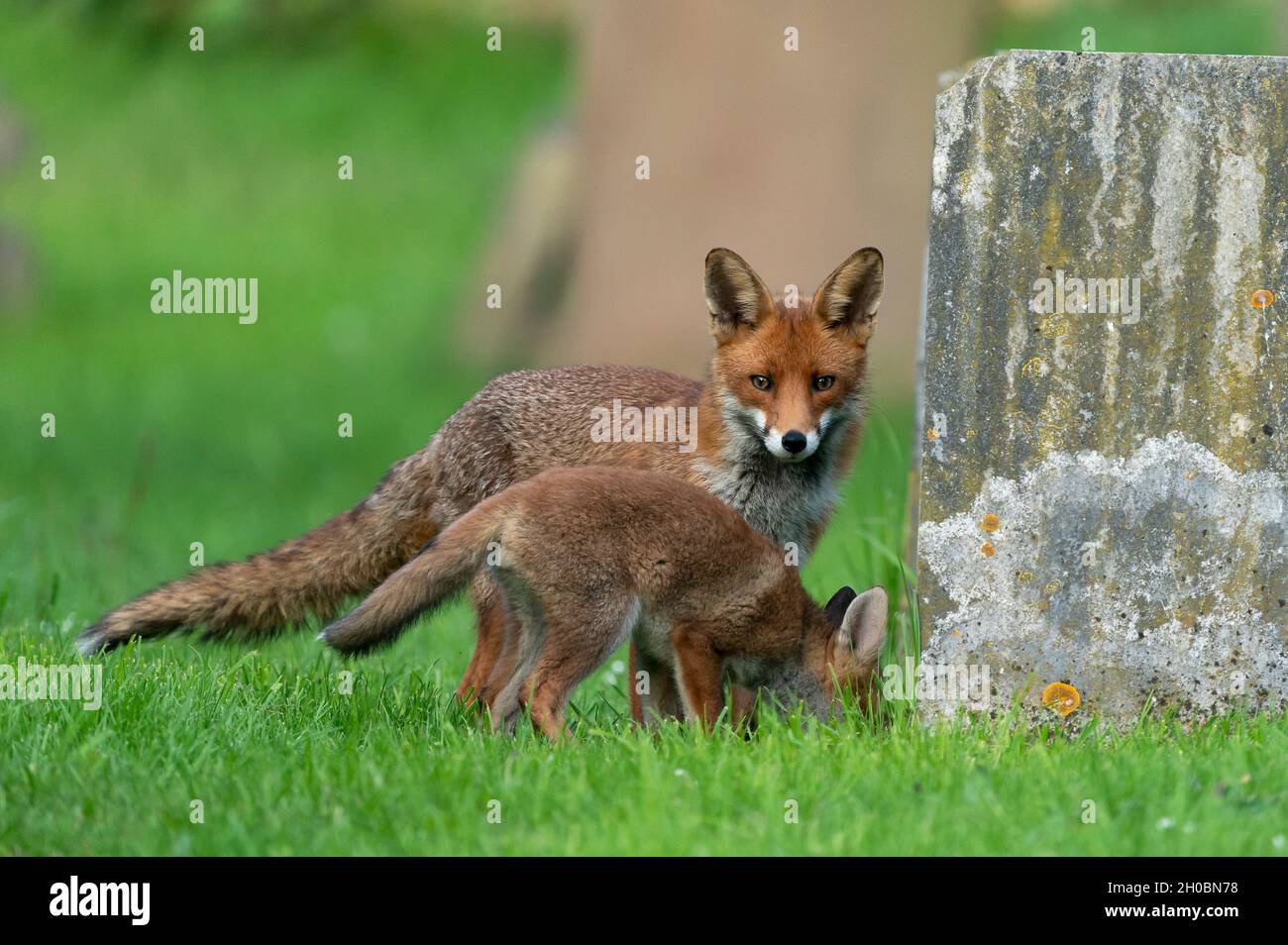 Red fox (Vulpes vulpes) amongst tombstones, England Stock Photo - Alamy