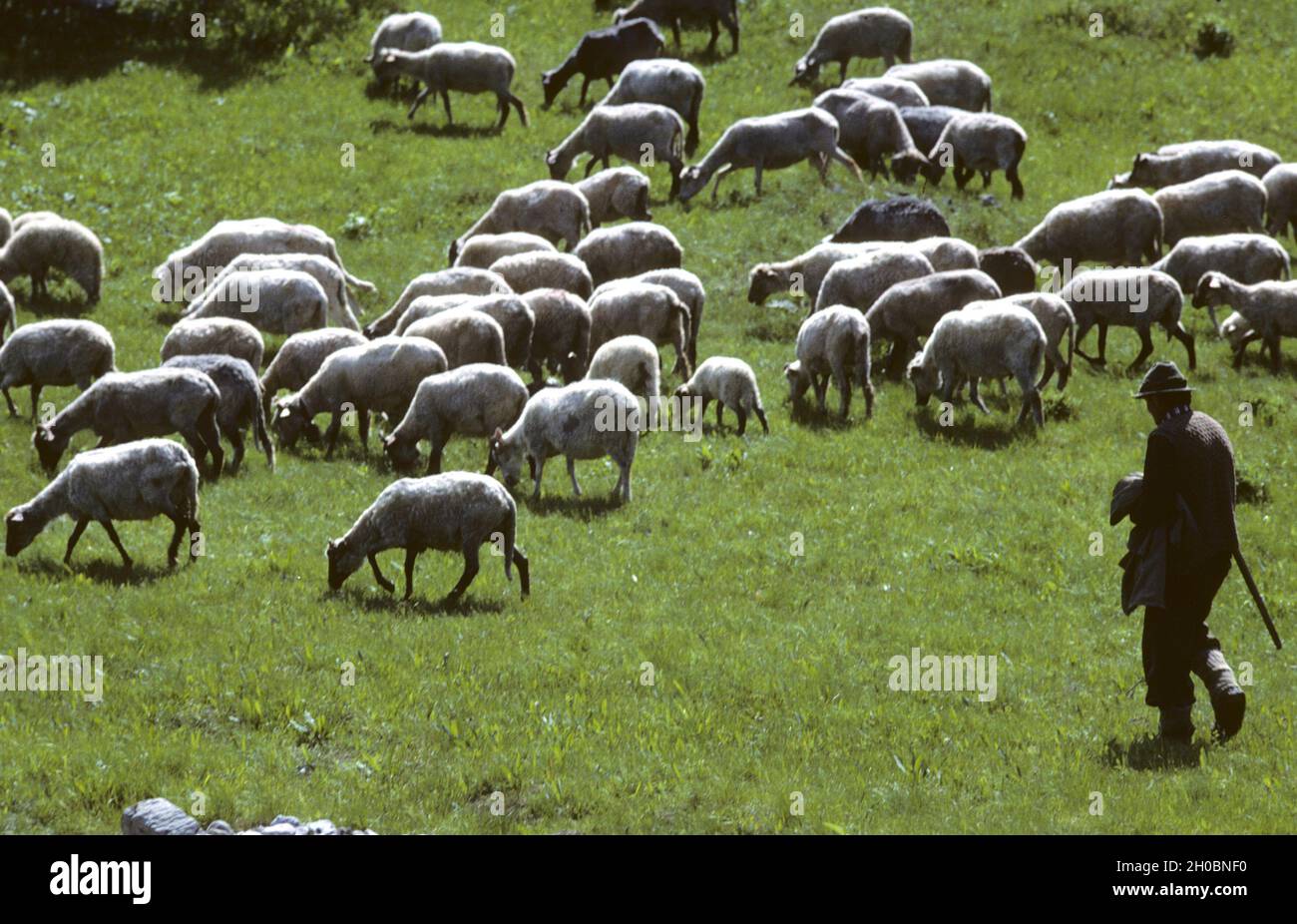 MOLDAVIA shepherd with his animals in nature Stock Photo - Alamy