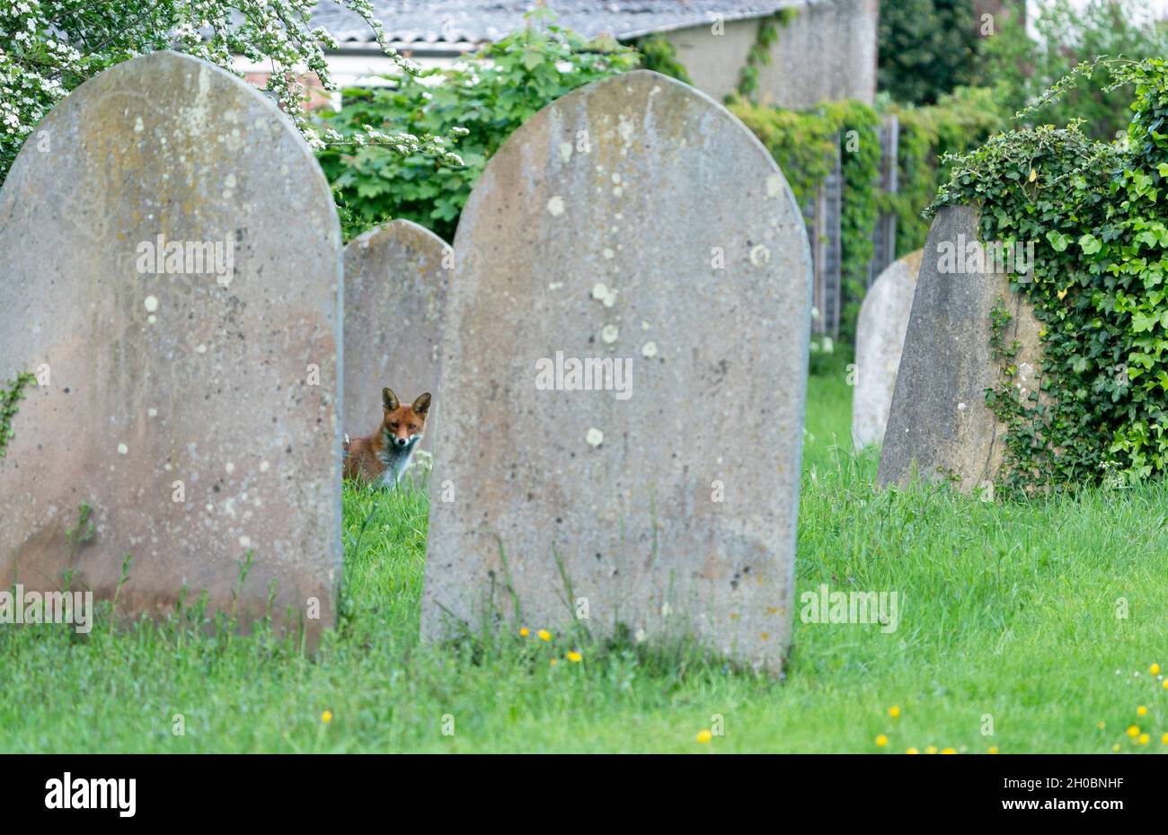 Red fox (Vulpes vulpes) amongst tombstones, England Stock Photo - Alamy