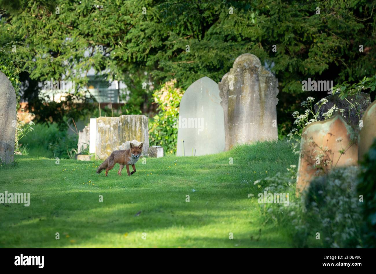 Red fox (Vulpes vulpes) standing amongst tombstone, England Stock Photo ...