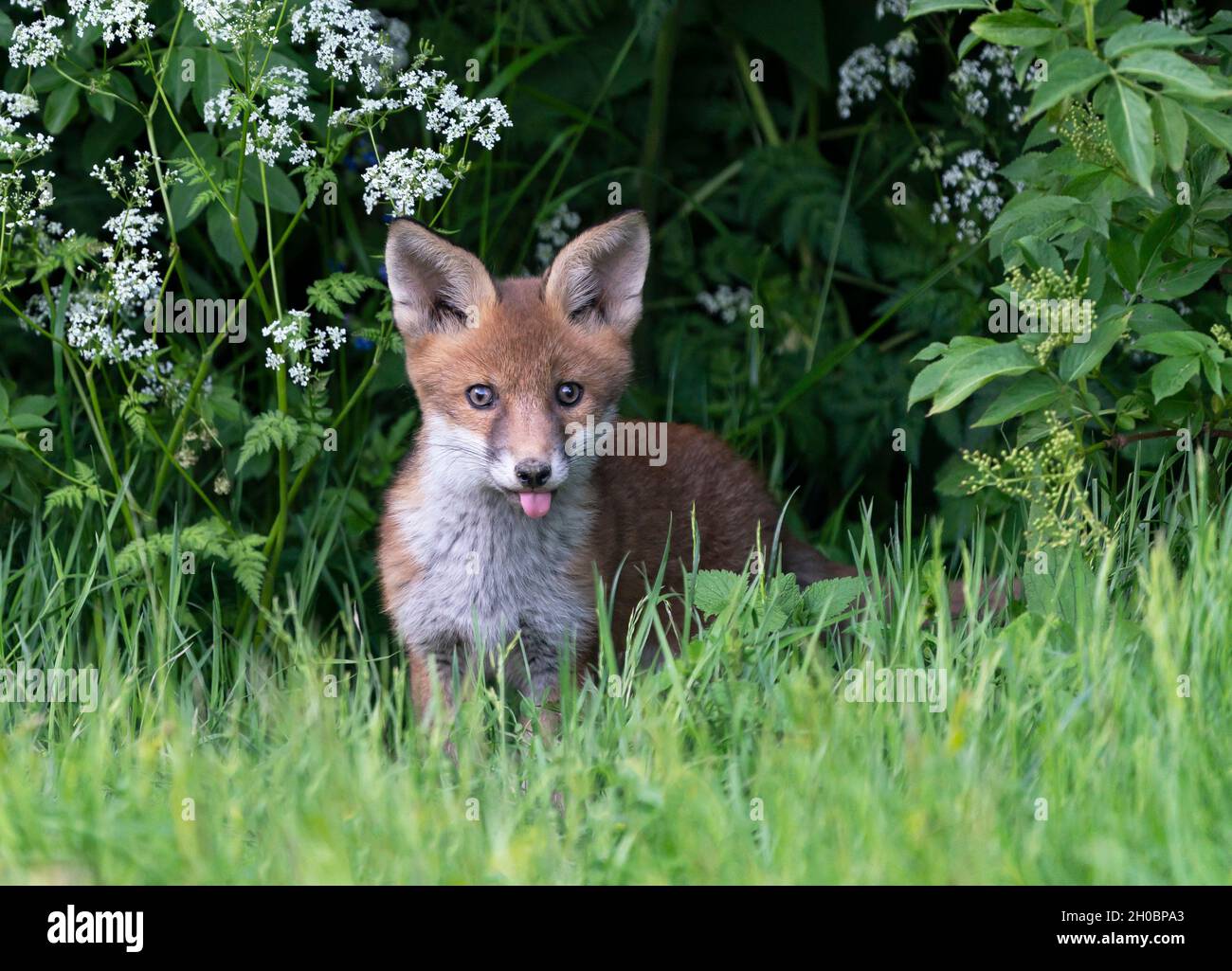 Red fox (Vulpes vulpes) cub coming out from under a tree, England Stock ...