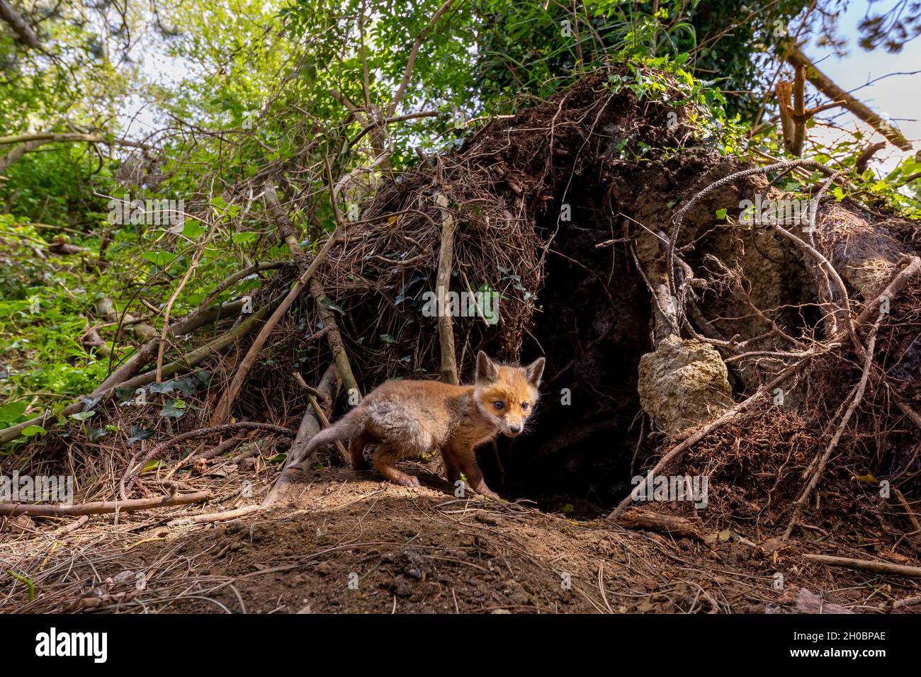 Fox Tree Den High Resolution Stock Photography and Images - Alamy