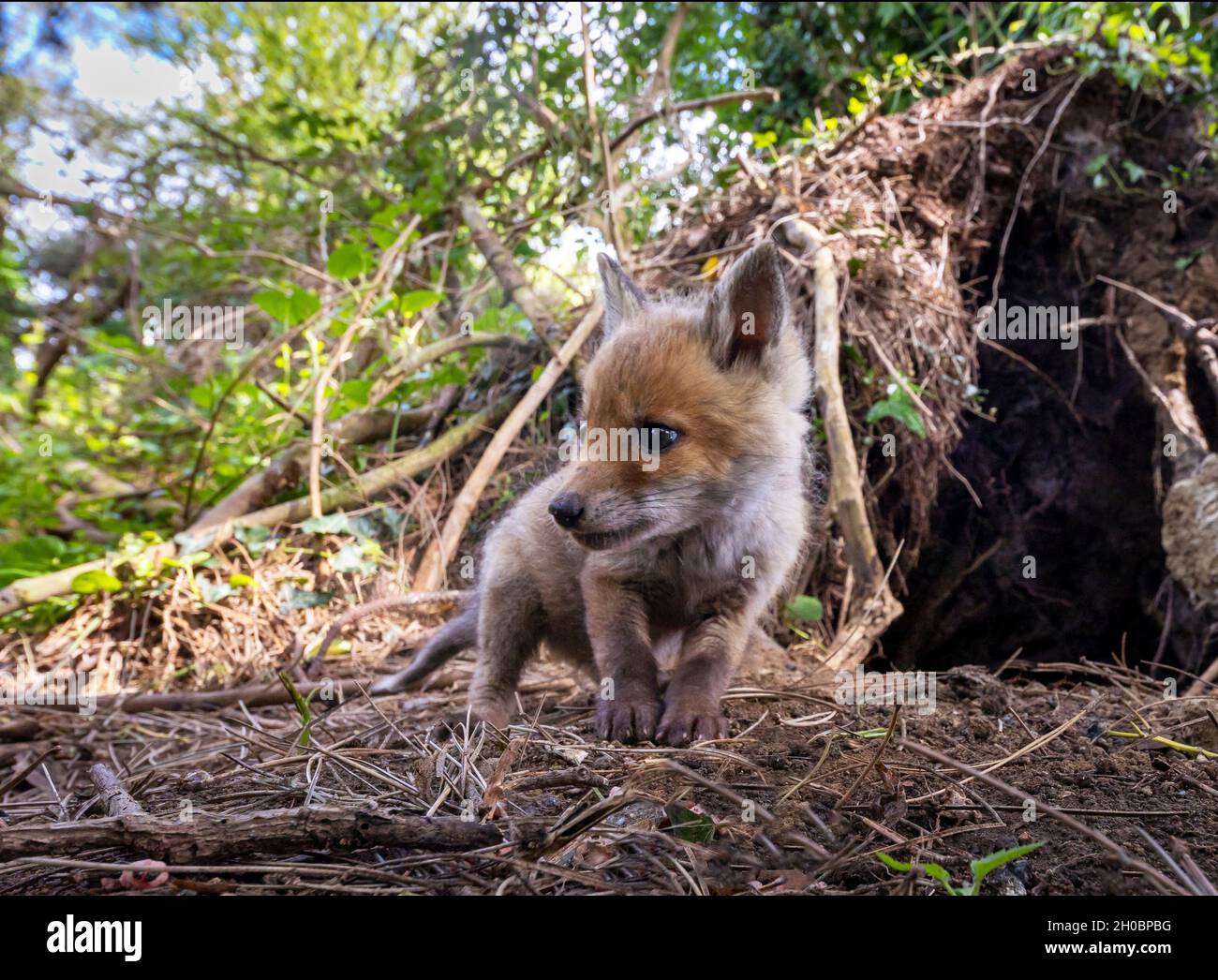 Red fox (Vulpes vulpes) cub coming out from under a tree, England Stock ...