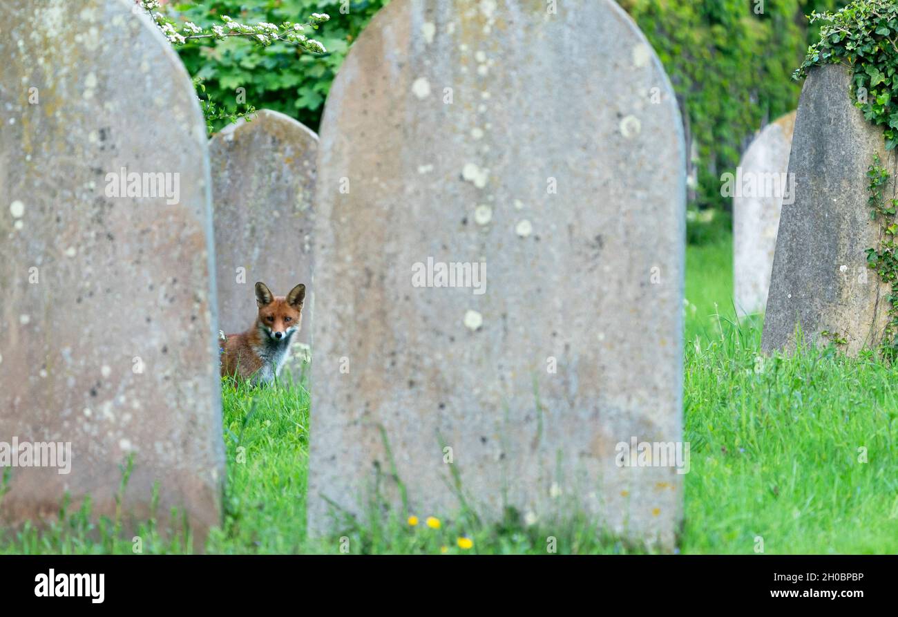 Red fox (Vulpes vulpes) amongst tombstones, England Stock Photo - Alamy