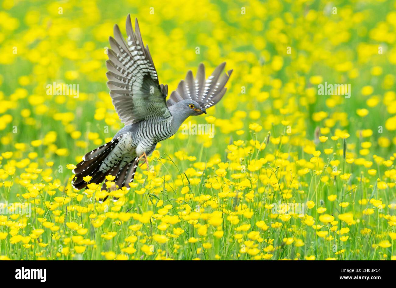 Cuckoo (Cuculus canorus) flying above buttercup (Ranunculus sp ...