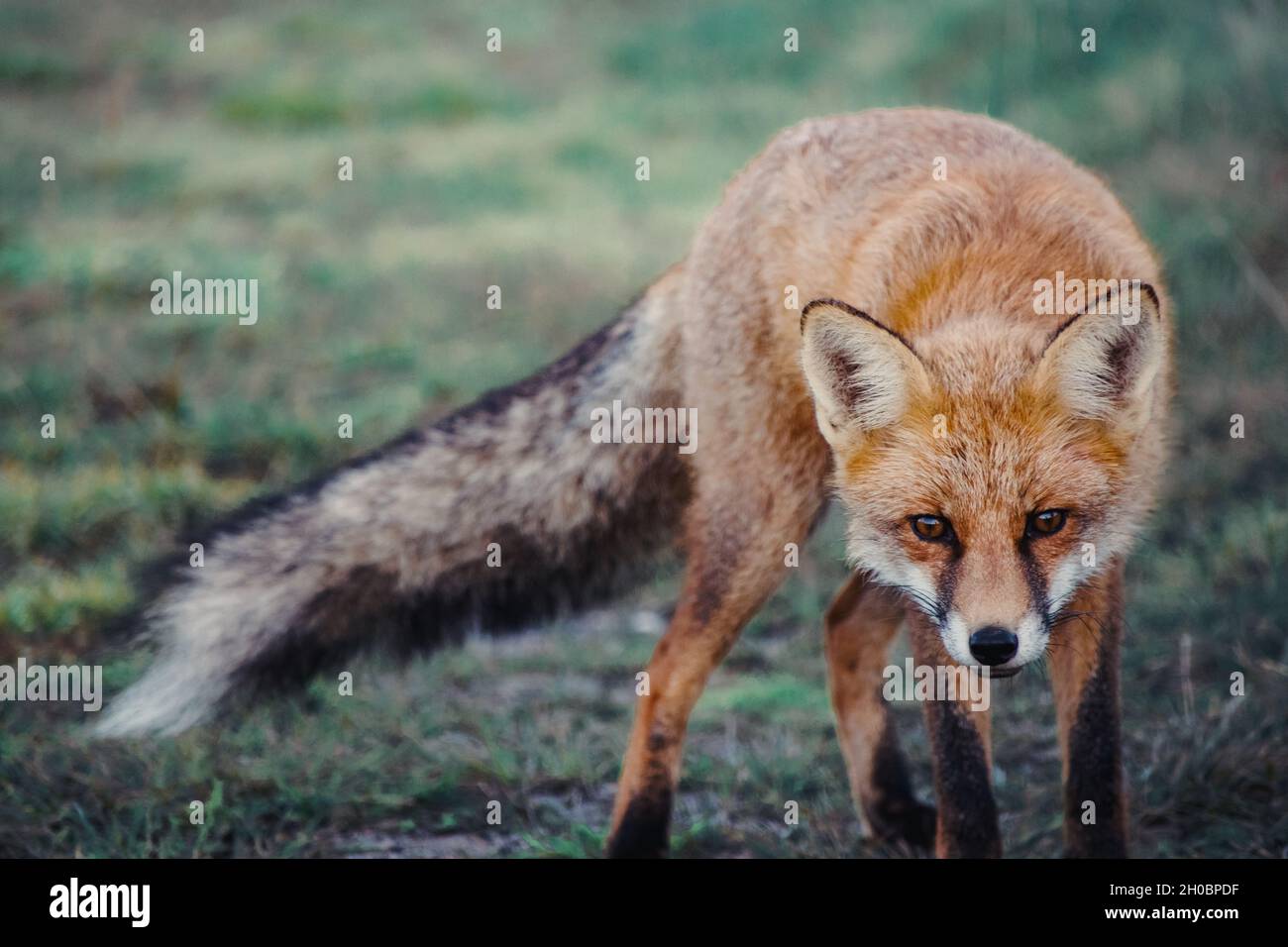 Wild fox hi-res stock photography and images - Alamy