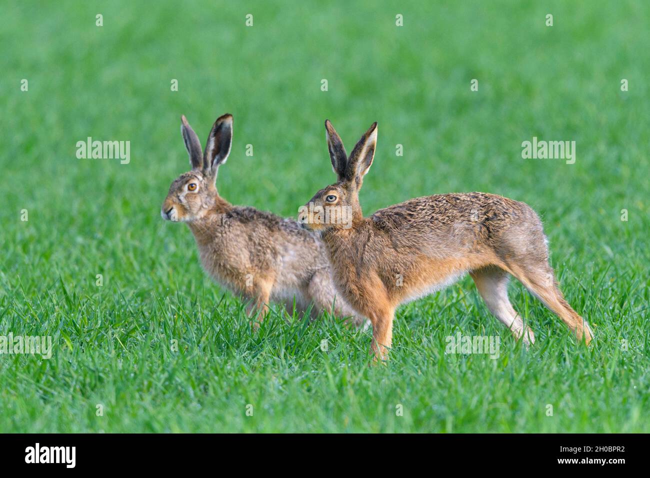 European brown hares (Lepus europaeus) on cornfield, Springtime, Hesse ...