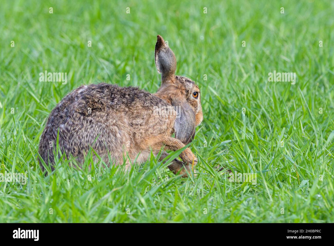 Hare Side Profile High Resolution Stock Photography and Images - Alamy
