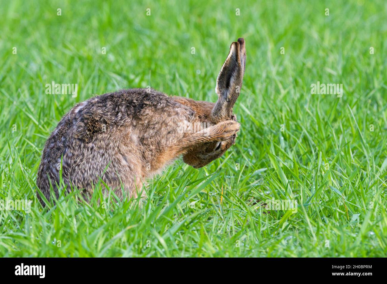 European brown hare (Lepus europaeus) on cornfield, Springtime, Hesse ...