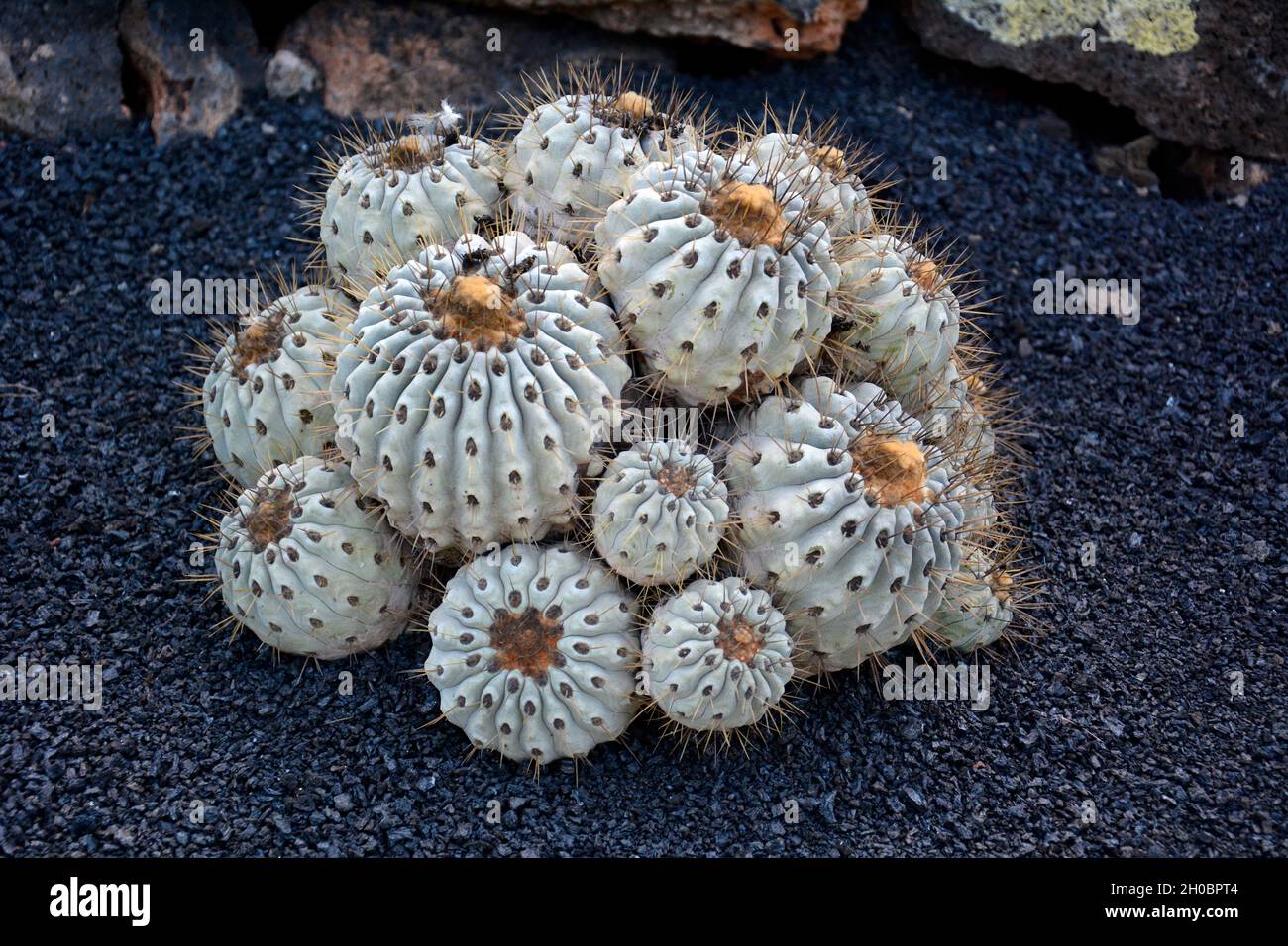 Copiapoa (Copiapoa cinerea) columna alba, native to Chile, Lanzarote ...