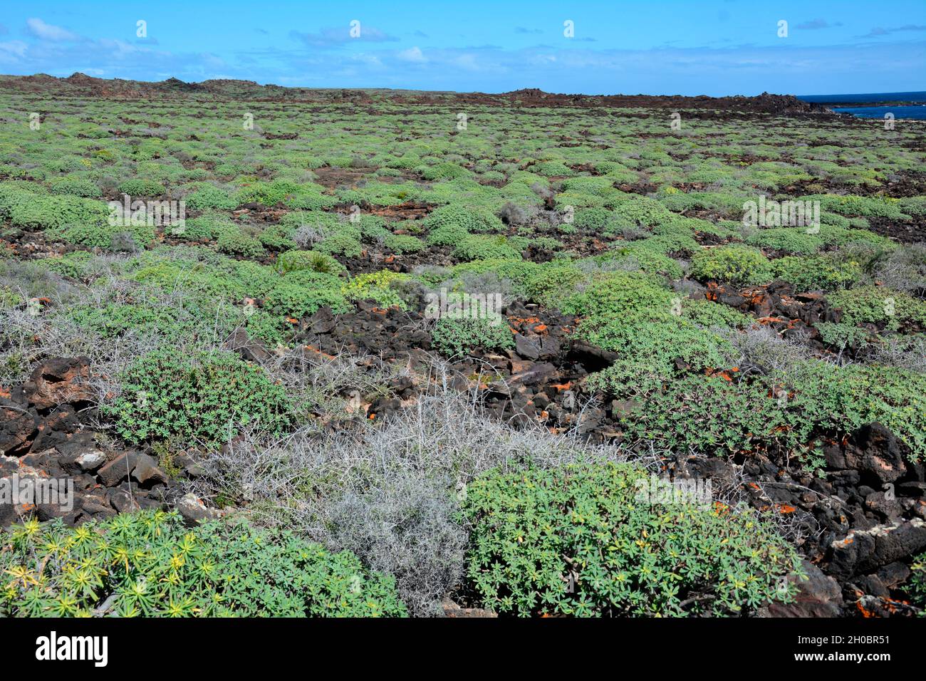 Balsam Spurge (Euphorbia balsamifera), Lanzarote, Canary Islands Stock ...