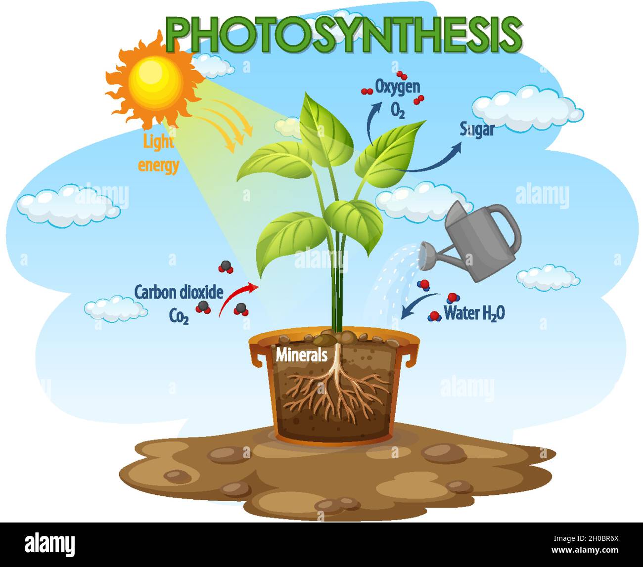 Photosynthesis infographic Cut Out Stock Images & Pictures - Alamy