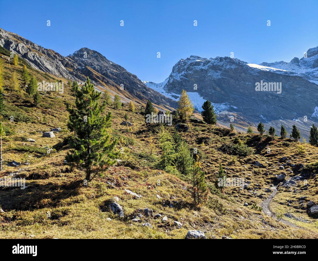 larch forest the swiss alps. Fantastic autumn mood near the davos ...