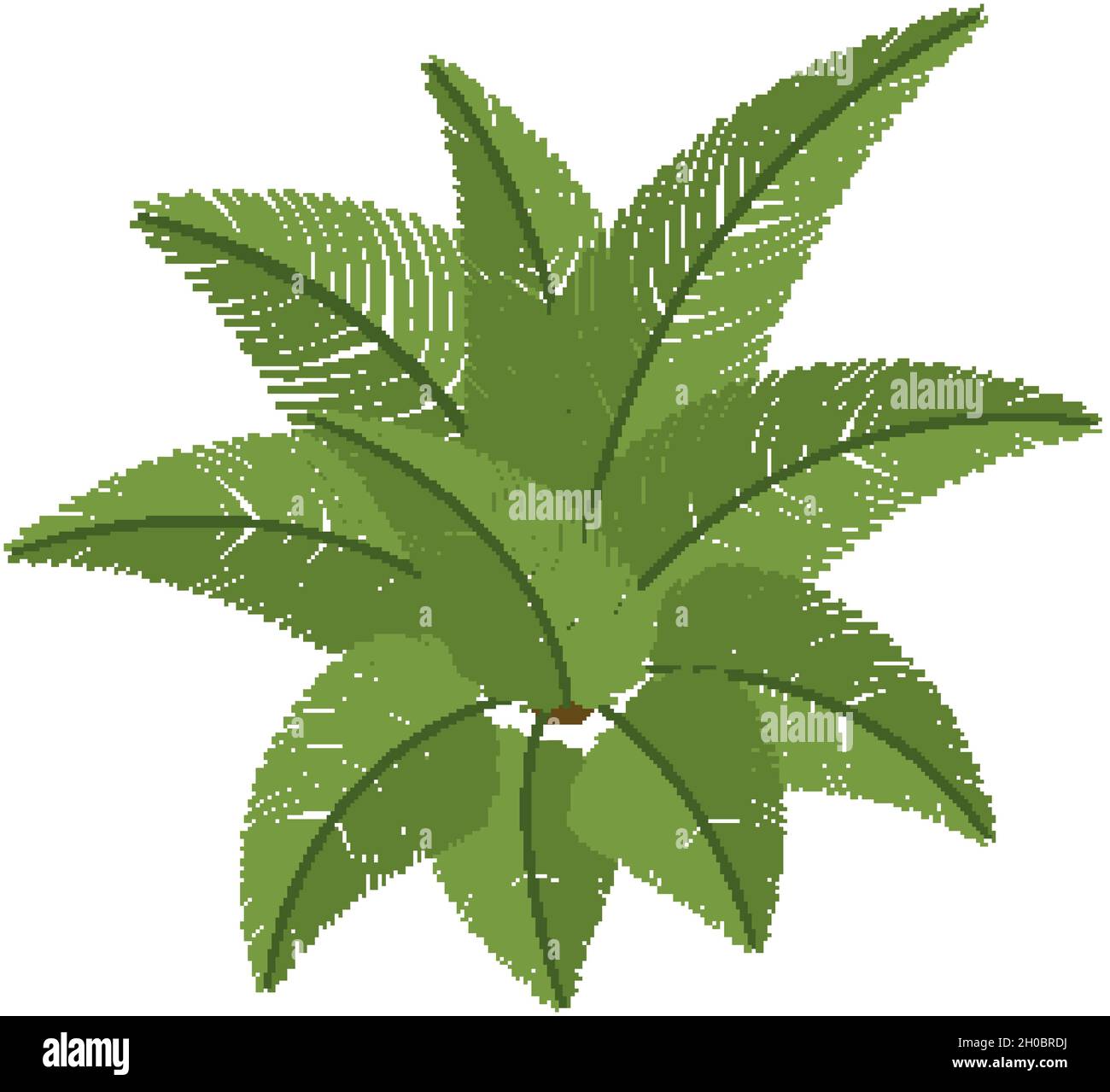 Top view of cycad isolated on white background illustration Stock ...