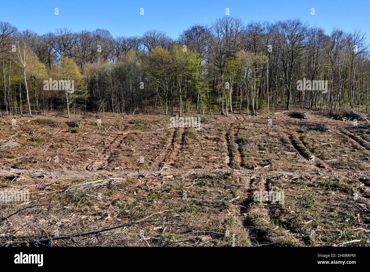 Logging in a coniferous forest for urbanisation, housing estate, Etupes ...