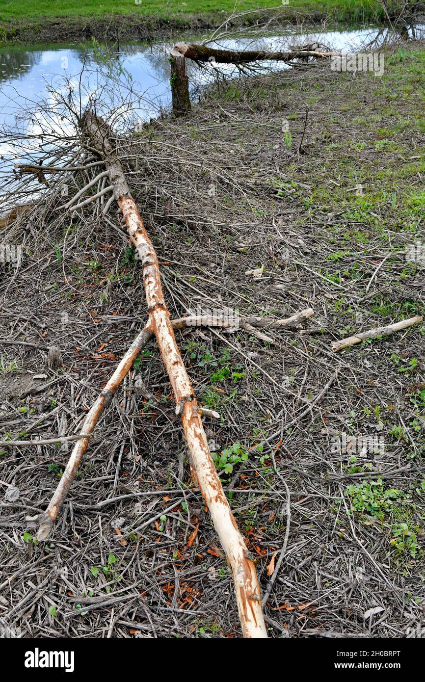 European beaver (Castor fiber), gnawed tree, lower Allan valley ...