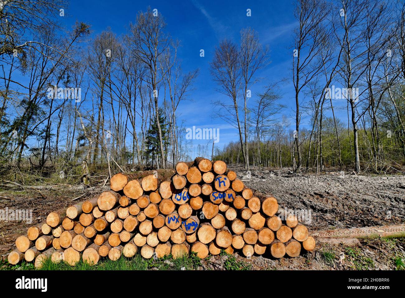 Logging in a coniferous forest for urbanisation, housing estate, Etupes ...