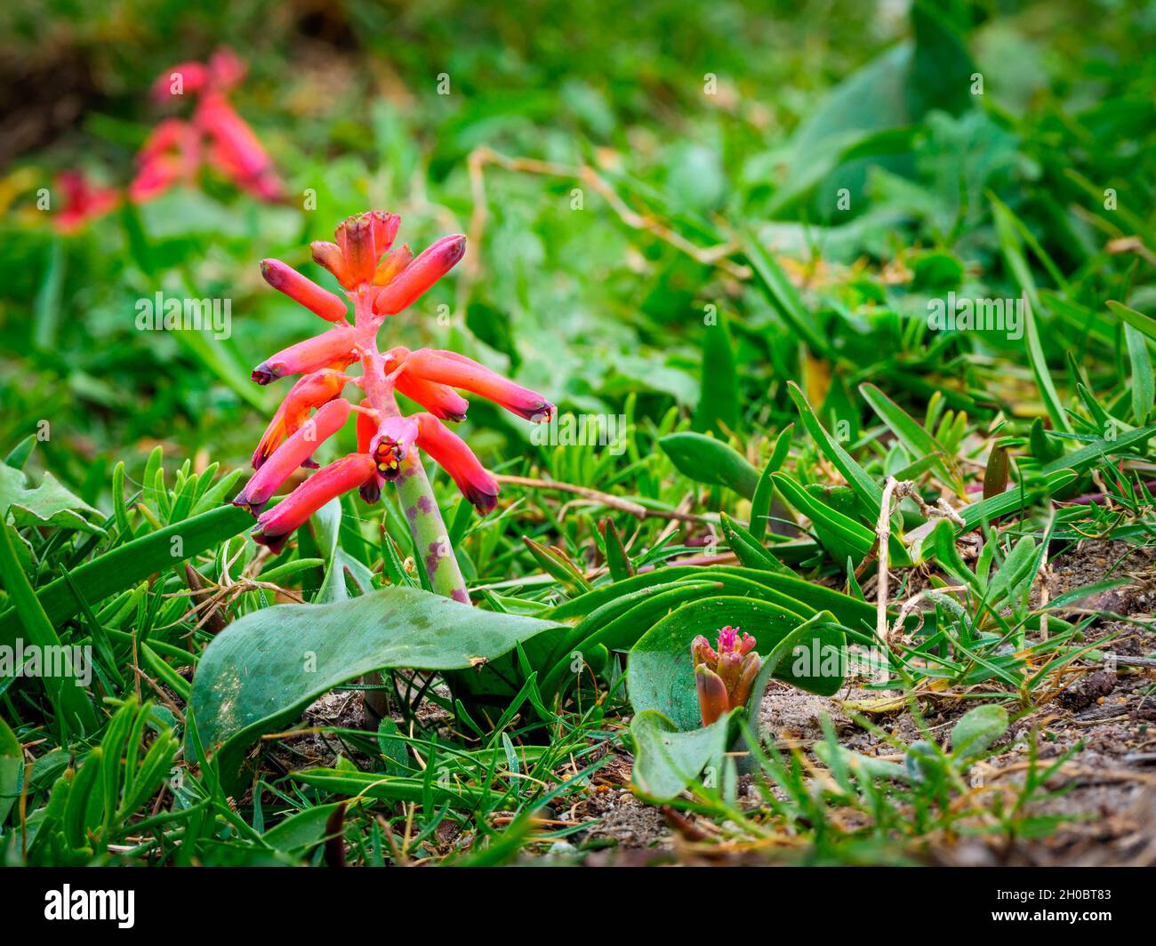Bulbifera hi-res stock photography and images - Alamy