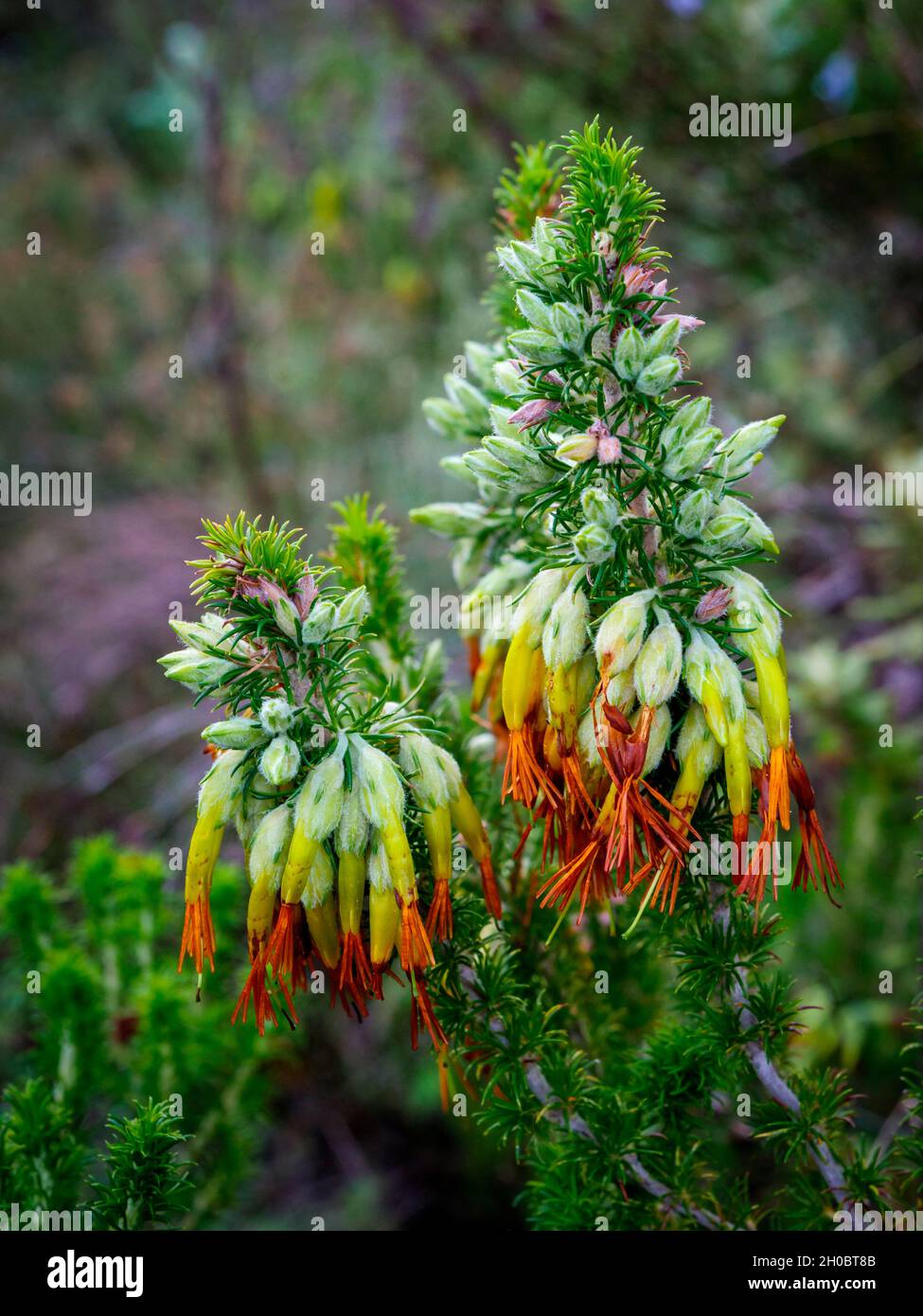 Hangertjie erica coccinea coccinea hi-res stock photography and images ...